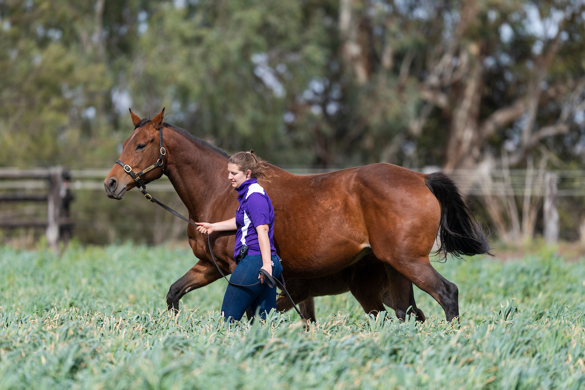 Raffles Farm reduction bolsters Bhima’s Australian Broodmare draft - BHIMA