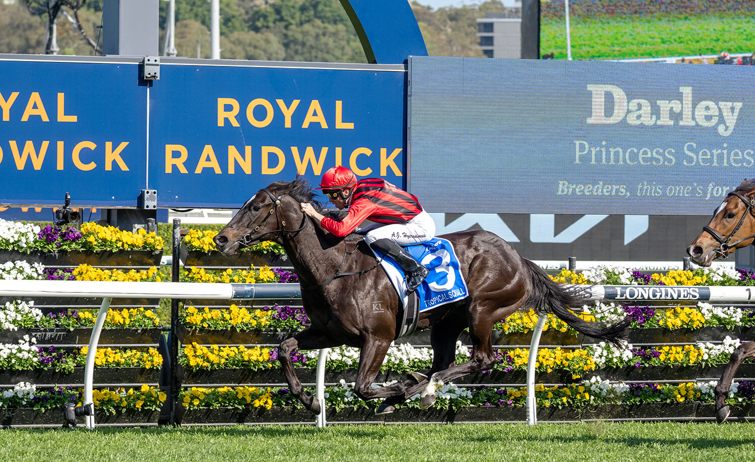 Tropical Squall - BHIMA